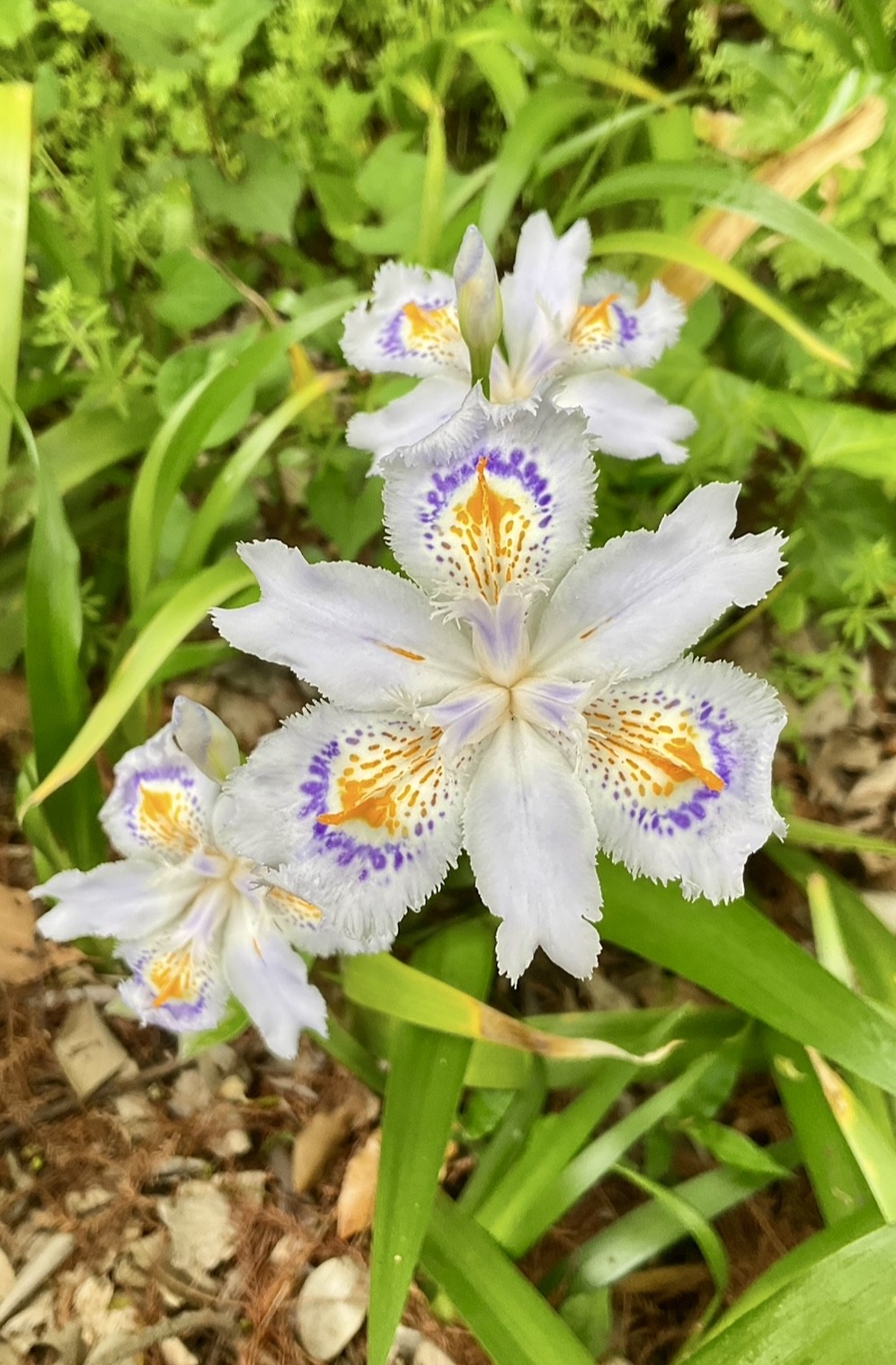 アナウンサーブログ｜アナウンサー｜JRT四国放送