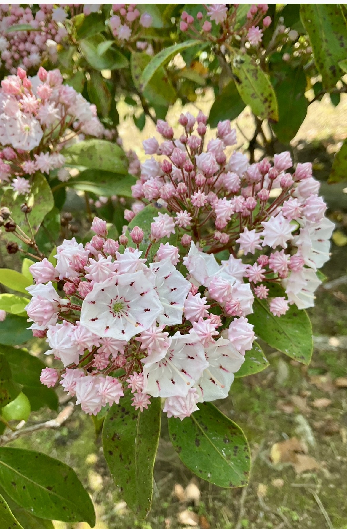 アナウンサーブログ｜アナウンサー｜JRT四国放送
