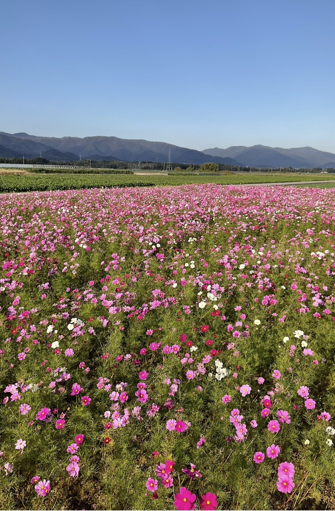 アナウンサーブログ｜アナウンサー｜JRT四国放送